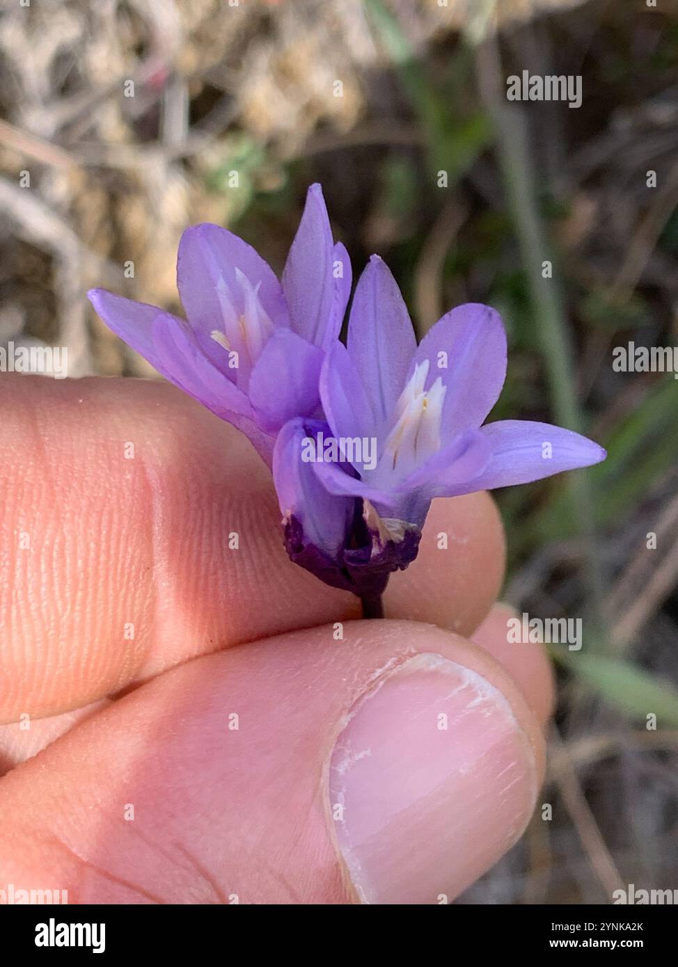 Blue Dicks (Dipterostemon capitatus Stock Photo - Alamy