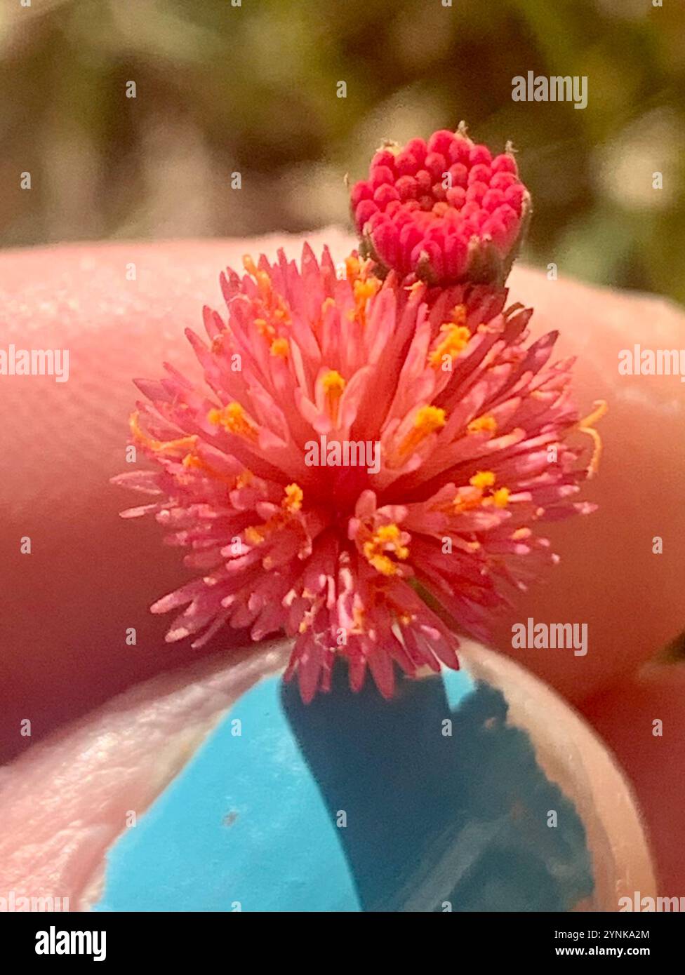 Red Tasselflower (Emilia fosbergii Stock Photo - Alamy