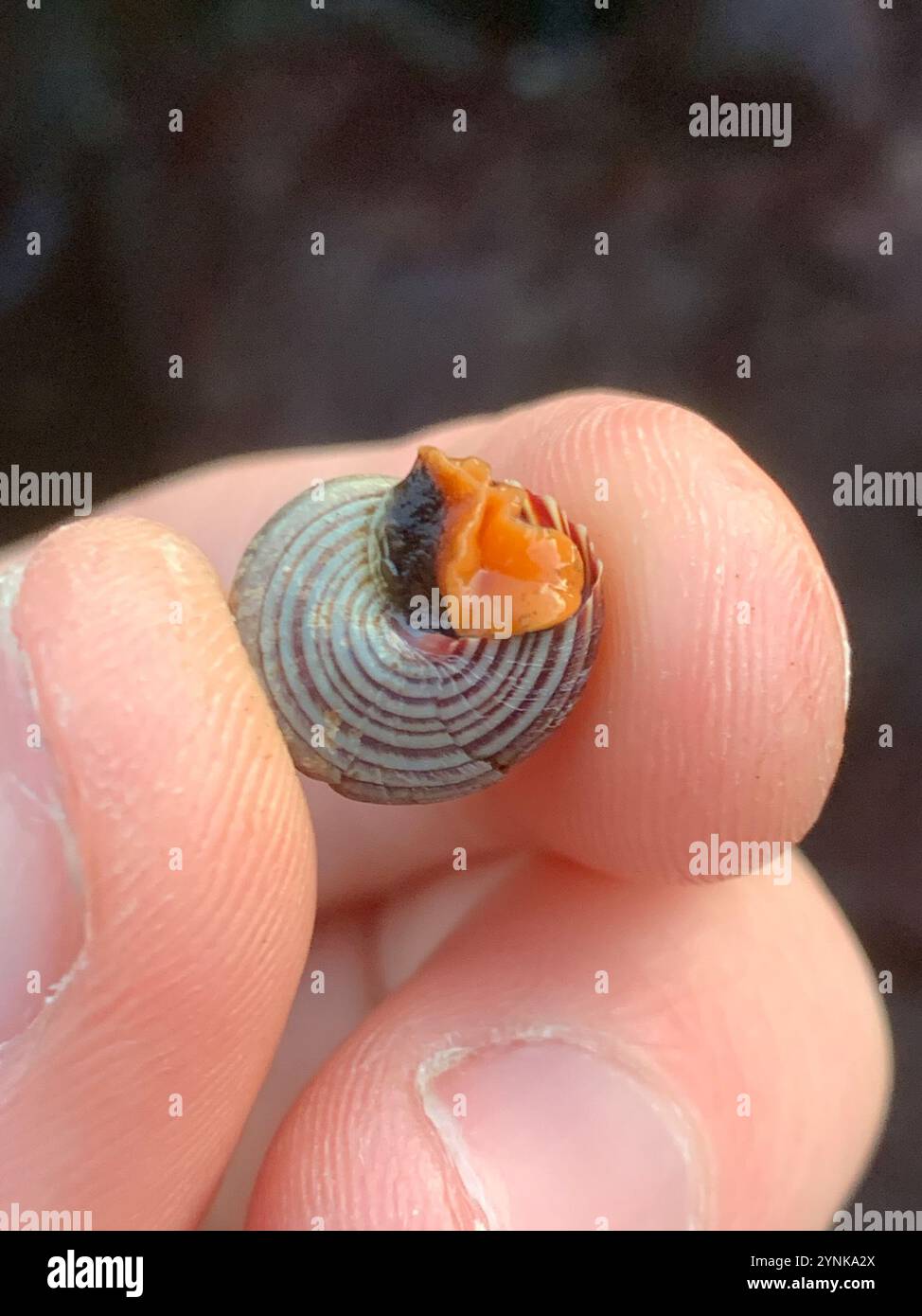 Blue ringed top snail hi-res stock photography and images - Alamy