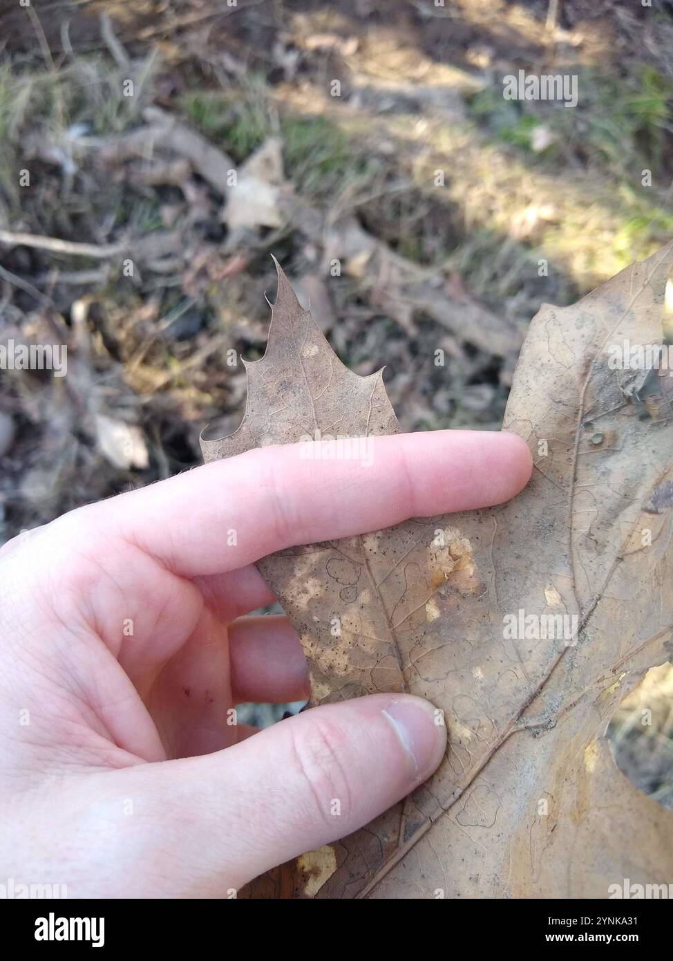 Oregon Ash (Fraxinus latifolia Stock Photo - Alamy