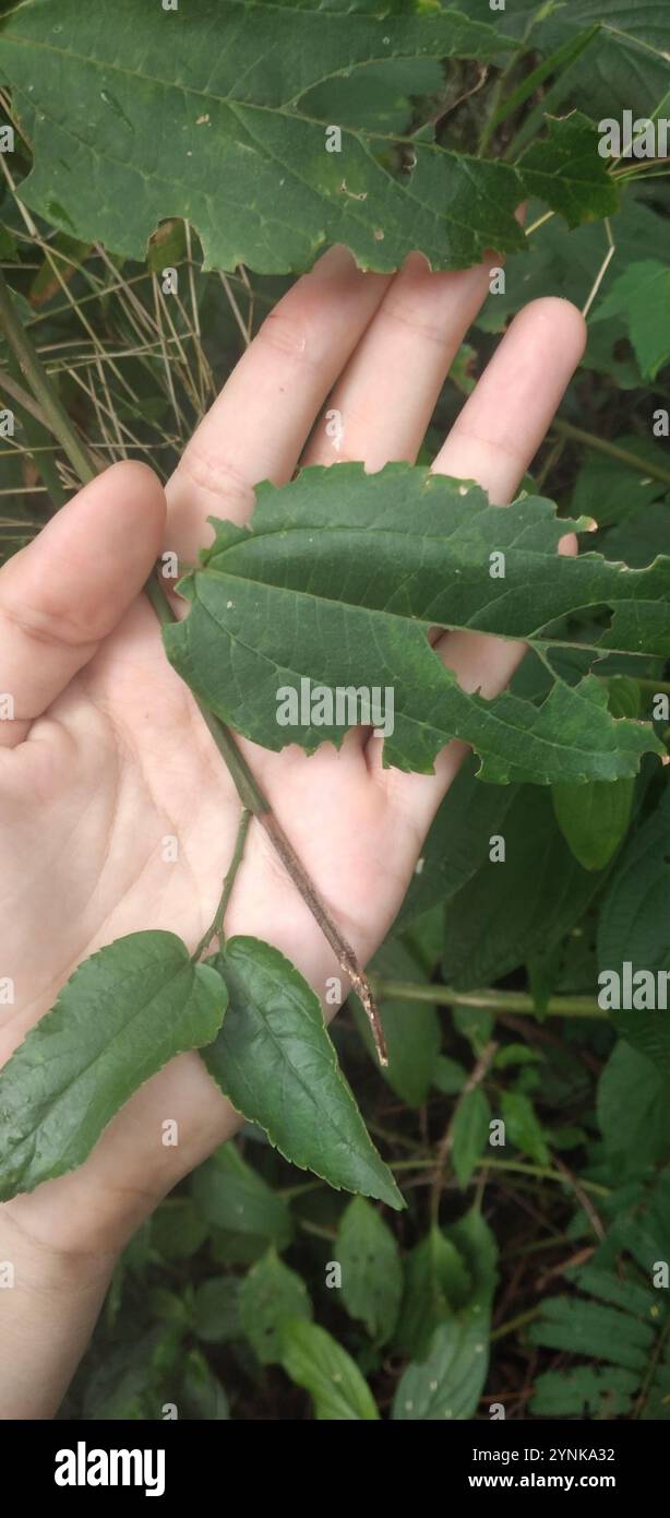 Spiny Hackberry (Celtis iguanaea Stock Photo - Alamy