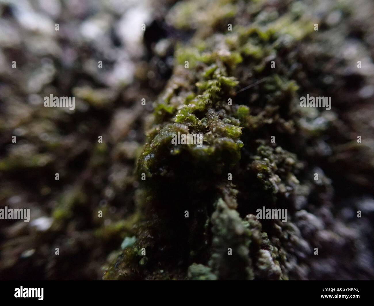 Tree Fringewort (Ptilidium pulcherrimum Stock Photo - Alamy