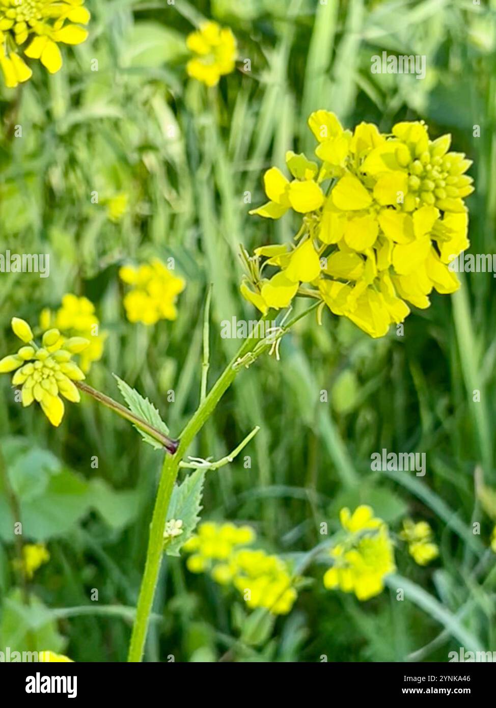 charlock (Mutarda arvensis Stock Photo - Alamy