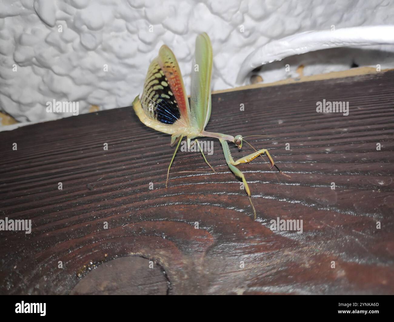 Mediterranean Mantis (Iris oratoria Stock Photo - Alamy