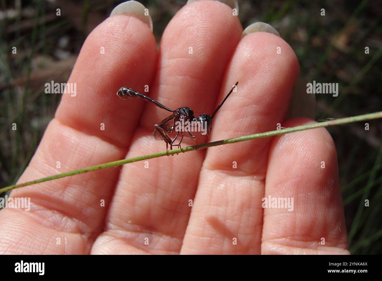 Carrot Wasps (Gasteruptiidae Stock Photo - Alamy