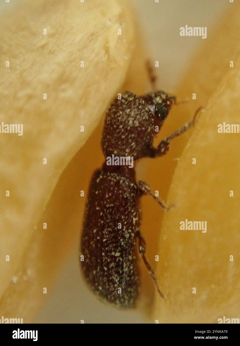 Lesser Grain Borer (Rhyzopertha dominica Stock Photo - Alamy