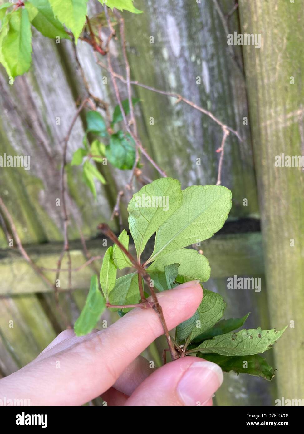 Virginia creeper (Parthenocissus quinquefolia Stock Photo - Alamy