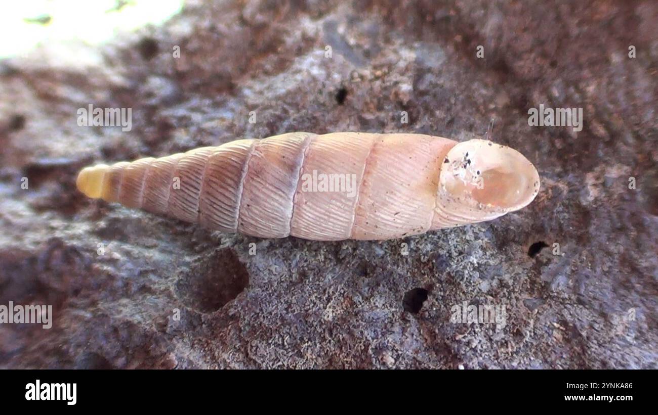 Cliveden Snail (Papillifera papillaris Stock Photo - Alamy