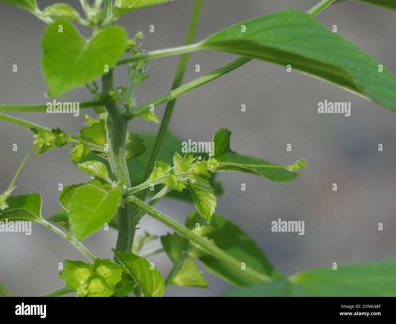 Indian Acalypha (Acalypha indica Stock Photo - Alamy