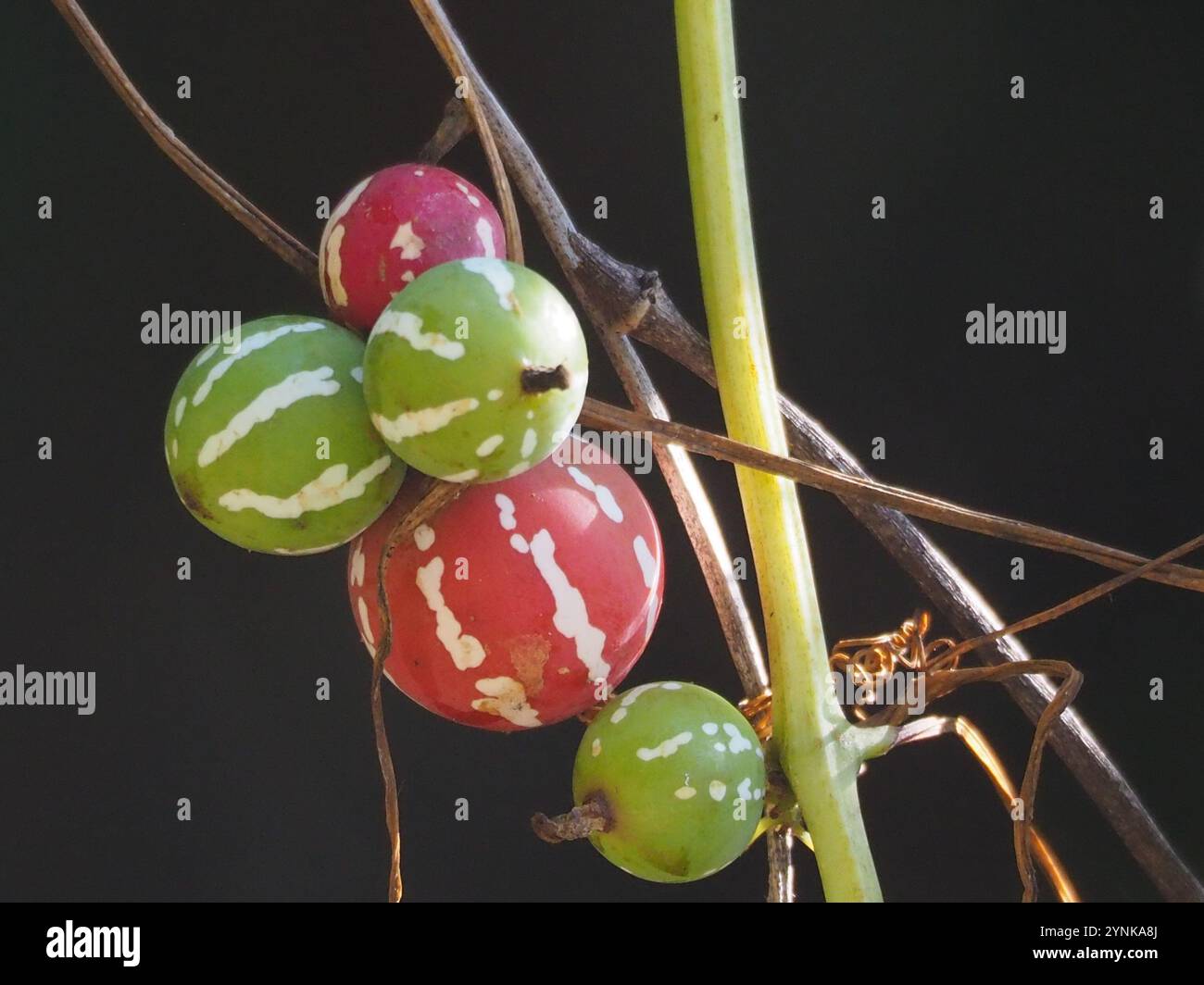 Diplocyclos hi-res stock photography and images - Alamy