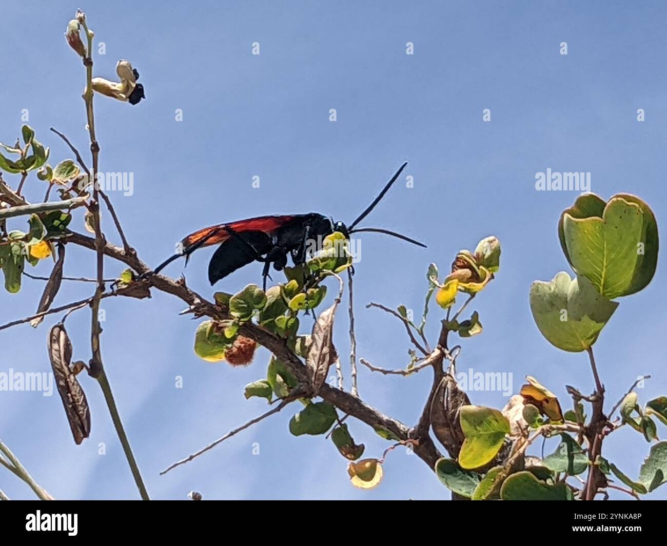 New World Tarantula-hawk Wasps (Pepsis Stock Photo - Alamy