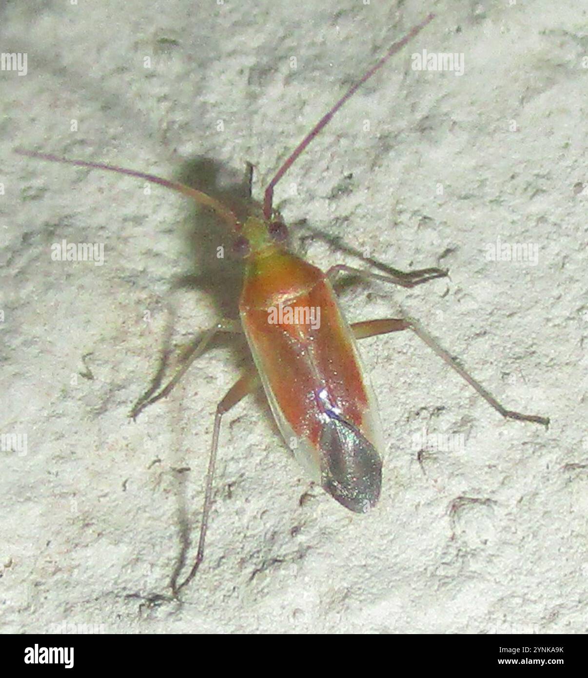 Plant Bugs (Miridae Stock Photo - Alamy