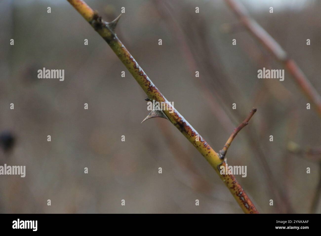 Nootka rose (Rosa nutkana Stock Photo - Alamy