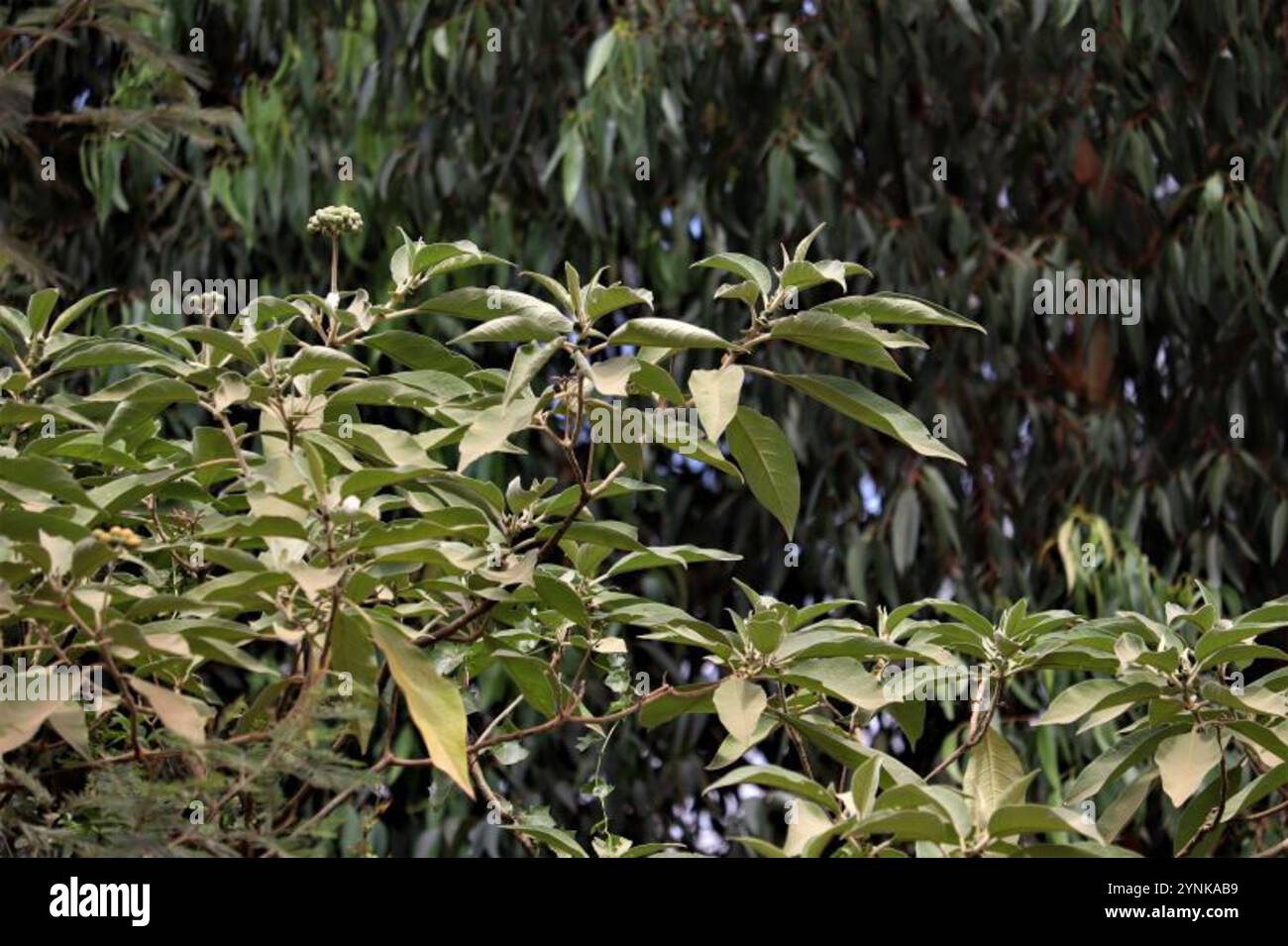 Bugweed hi-res stock photography and images - Alamy