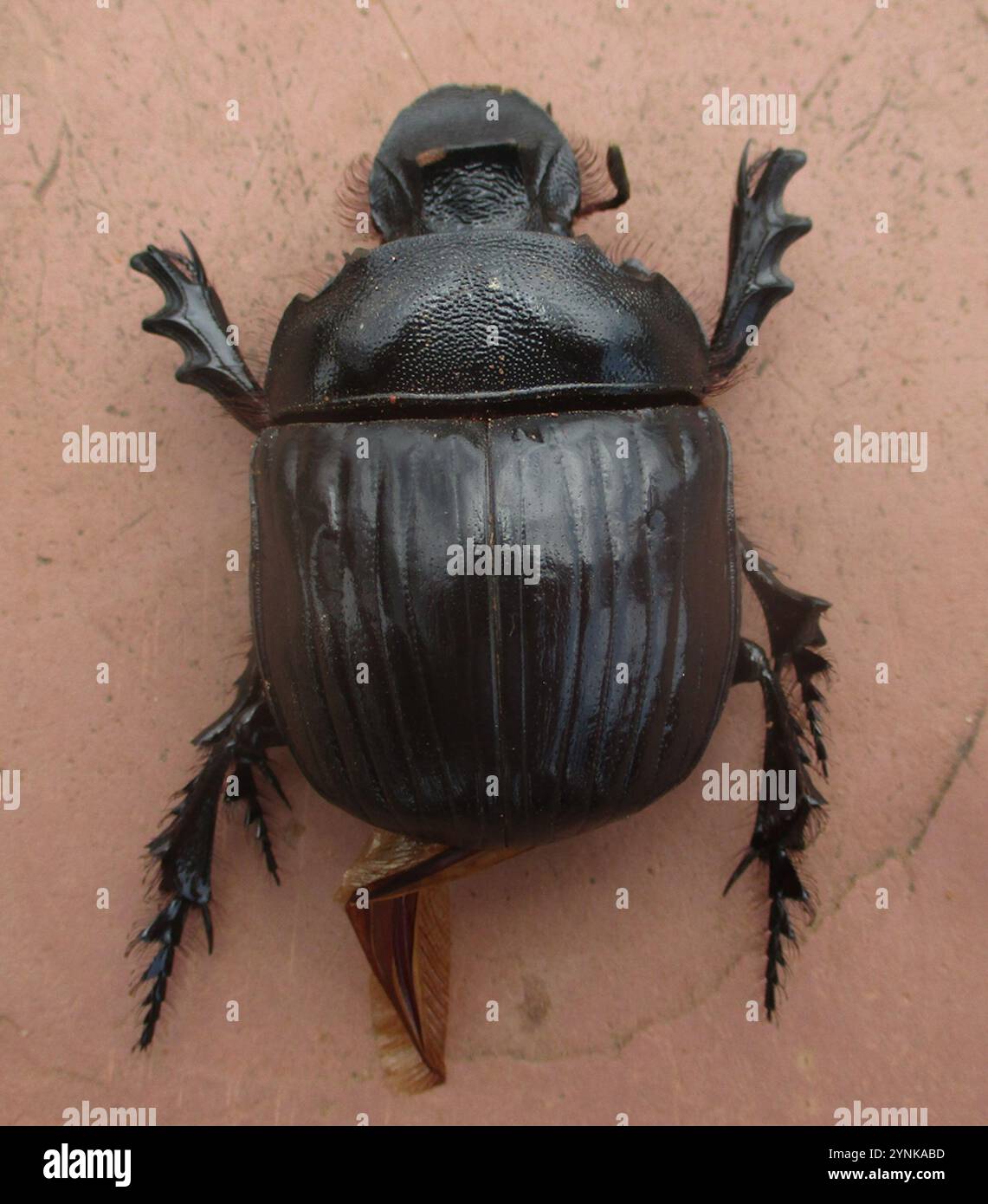 Japetus hi-res stock photography and images - Alamy