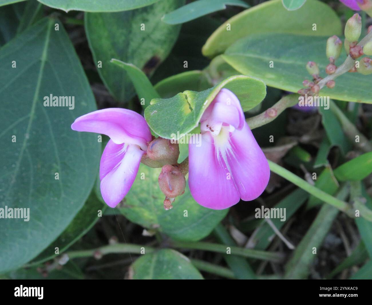Beach Bean (Canavalia rosea Stock Photo - Alamy