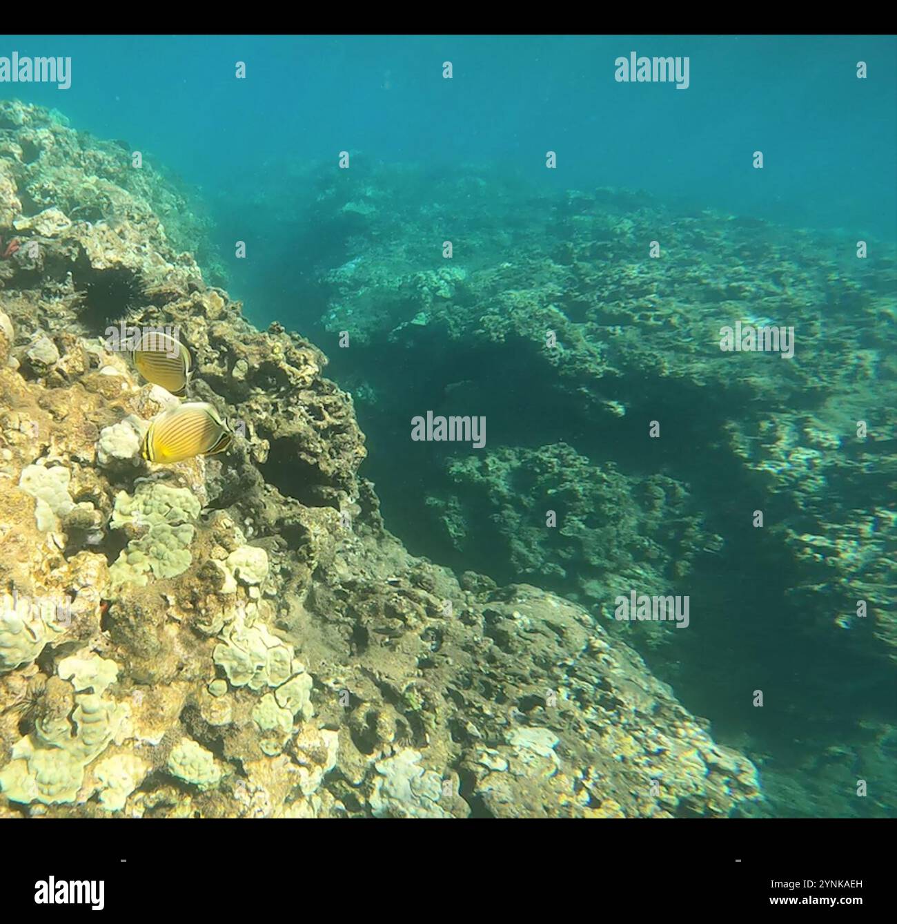 Redfin butterflyfish hi-res stock photography and images - Alamy