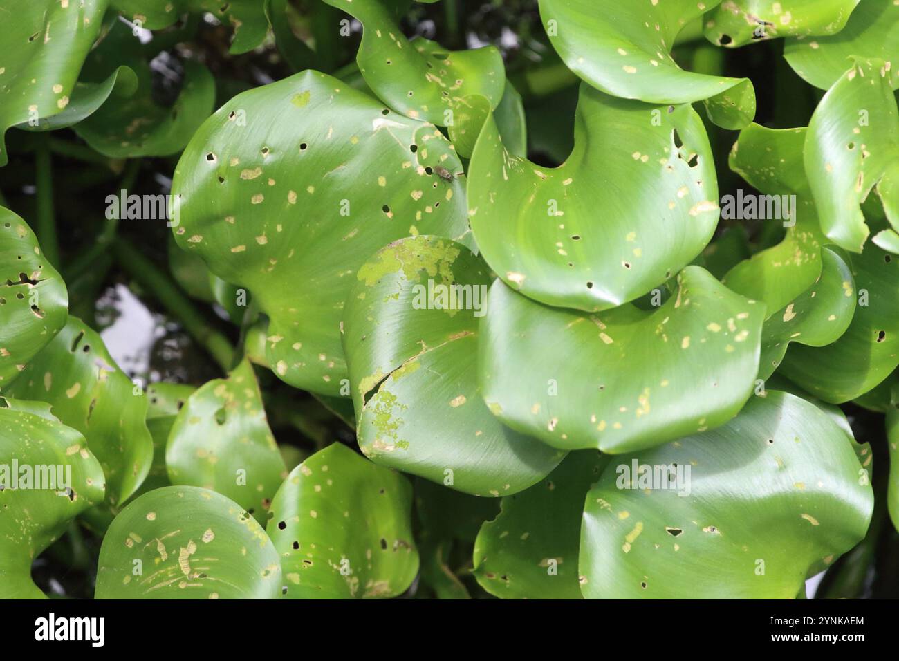 Chevroned Waterhyacinth Weevil (Neochetina bruchi Stock Photo - Alamy