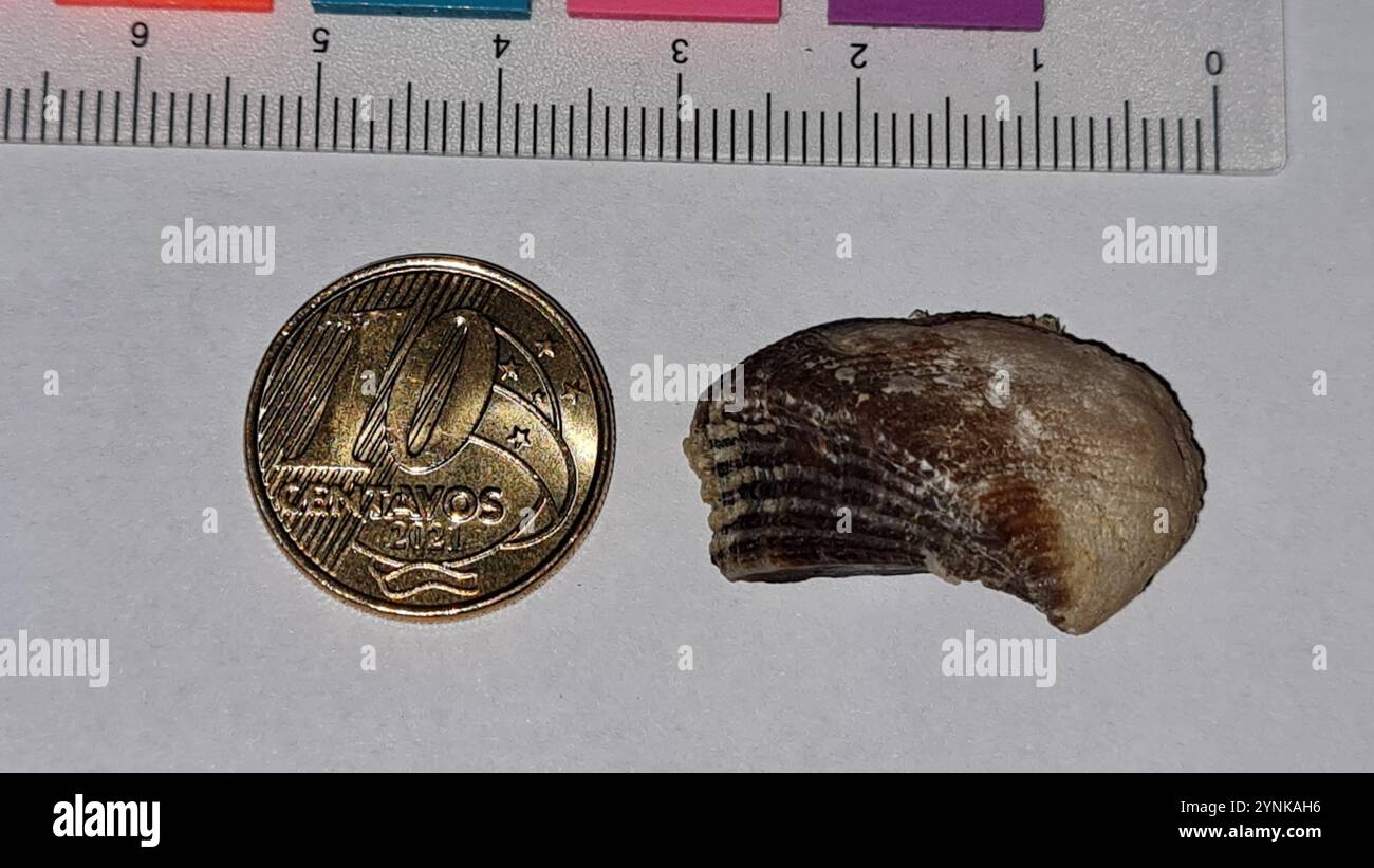 Mossy Ark (Lamarcka imbricata Stock Photo - Alamy