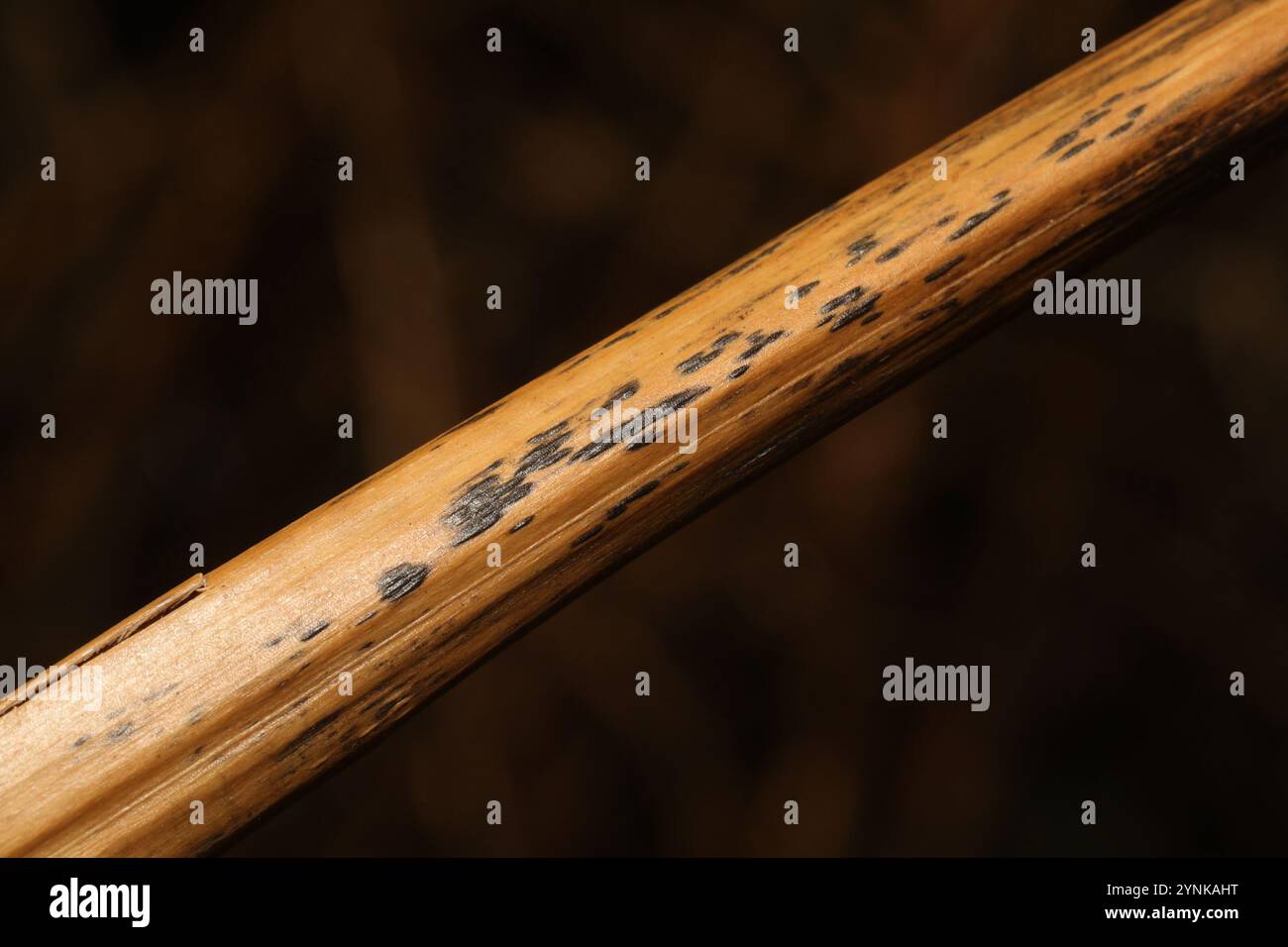 Bracken map hi-res stock photography and images - Alamy