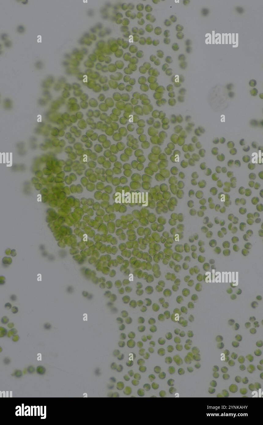 green algae (Chlorophyta Stock Photo - Alamy