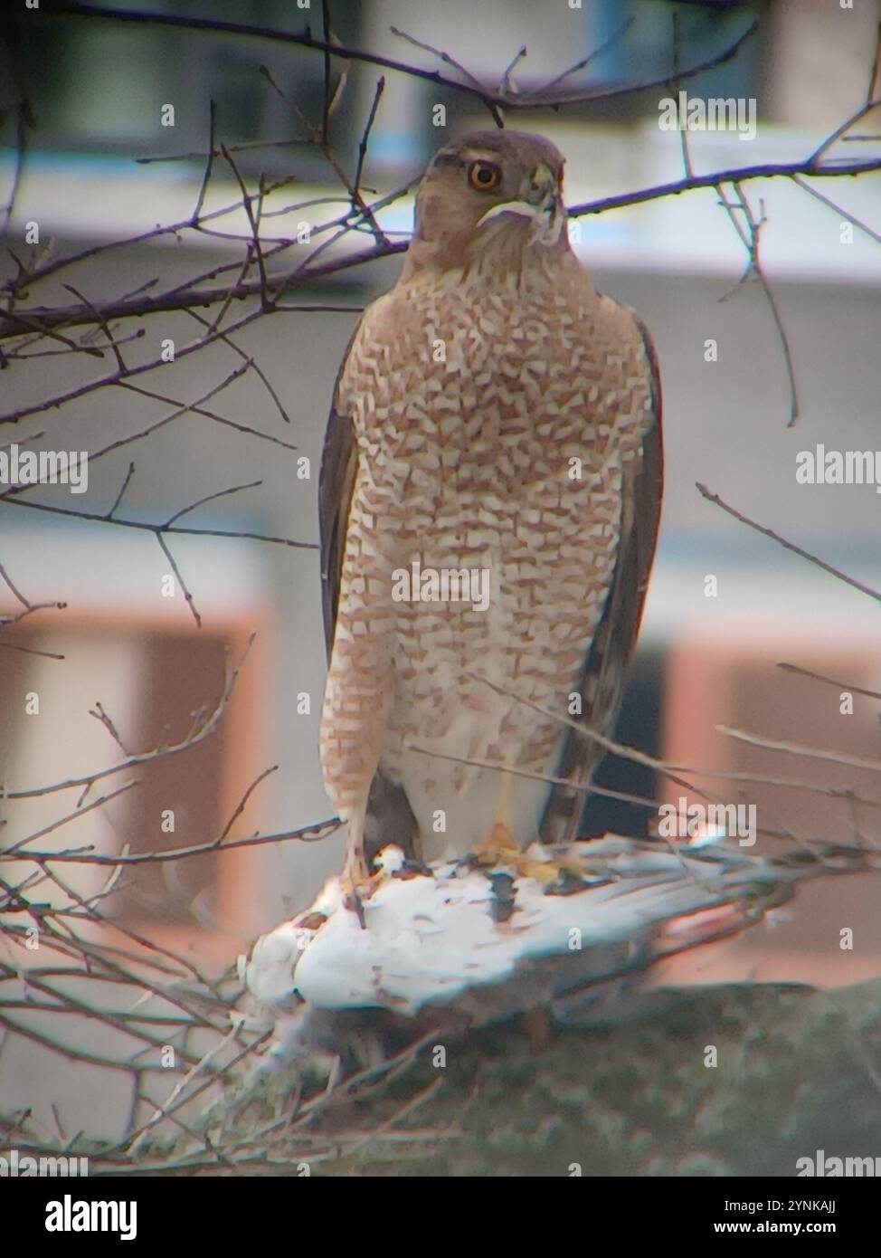 Cooper's Hawk (Astur cooperii Stock Photo - Alamy