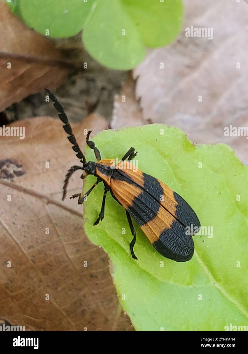 Discrepans hi-res stock photography and images - Alamy