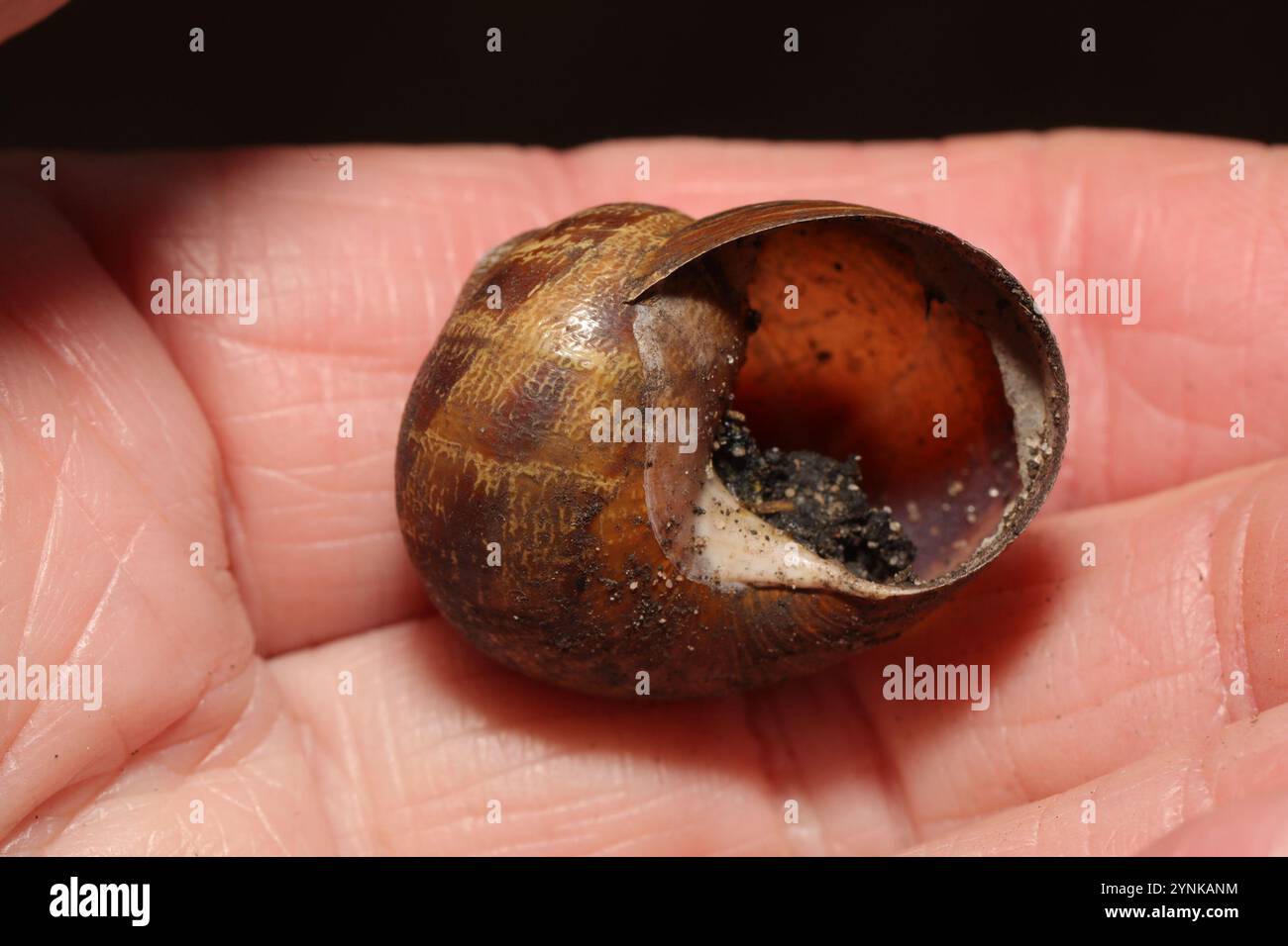 Garden Snail (Cornu aspersum Stock Photo - Alamy