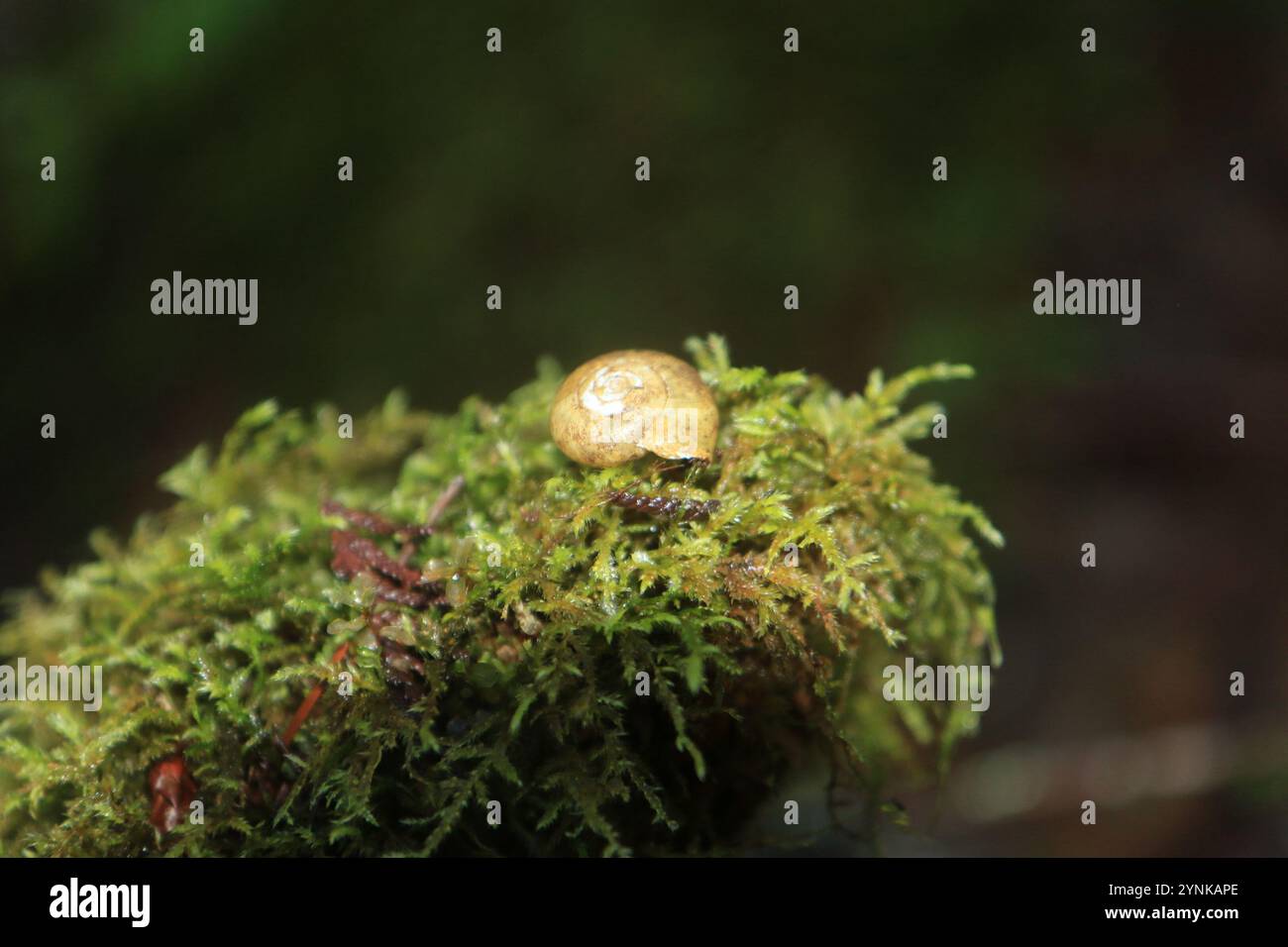 Beaded Lancetooth Snail (Ancotrema sportella Stock Photo - Alamy