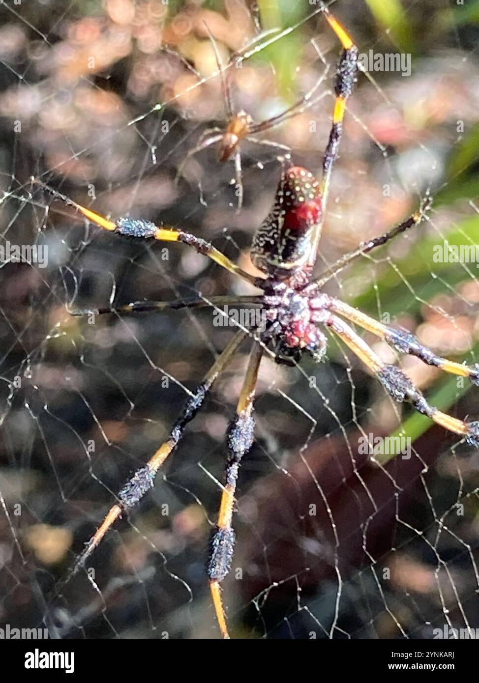 Golden Silk Spider (Trichonephila clavipes Stock Photo - Alamy