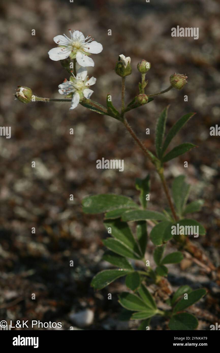 three-toothed cinquefoil (Sibbaldiopsis tridentata Stock Photo - Alamy