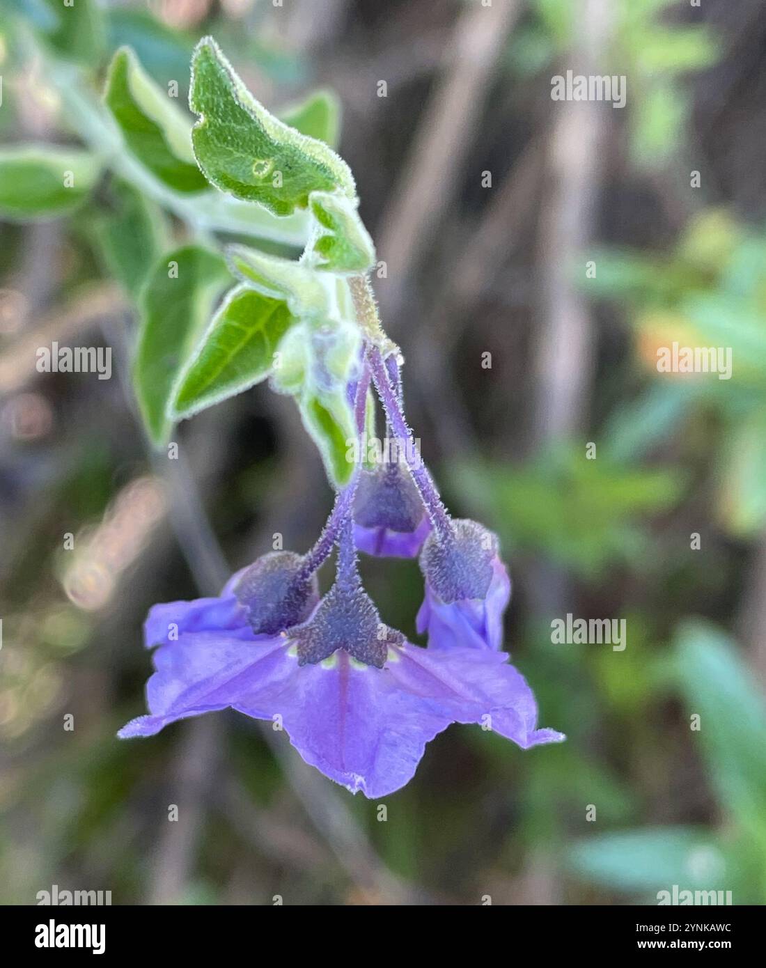 bluewitch nightshade (Solanum umbelliferum Stock Photo - Alamy