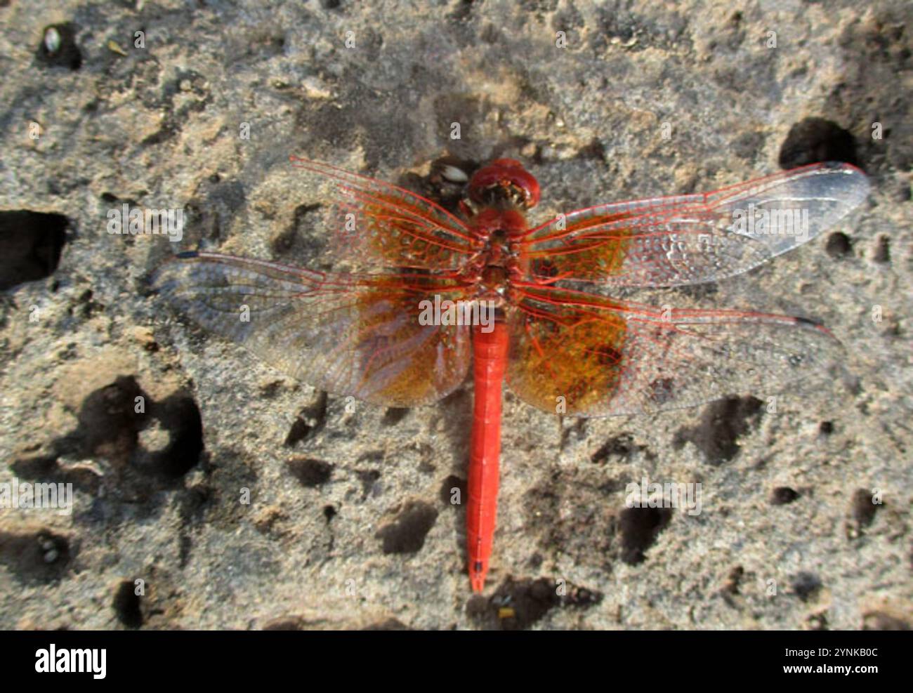 Orange-winged Dropwing (Trithemis kirbyi Stock Photo - Alamy