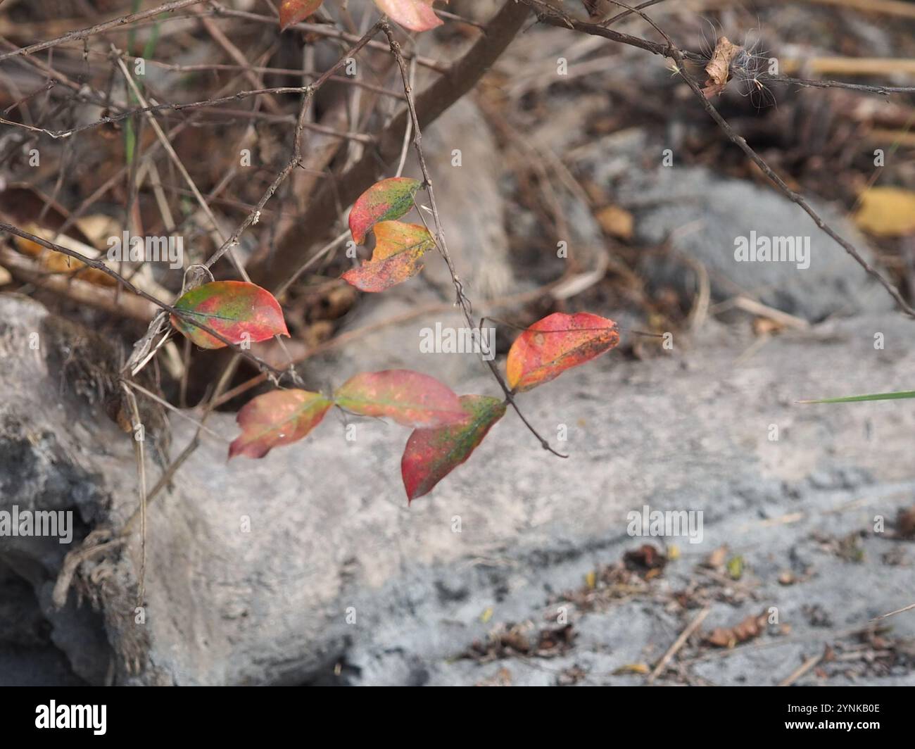 Subcostate Crape Myrtle (Lagerstroemia subcostata Stock Photo - Alamy