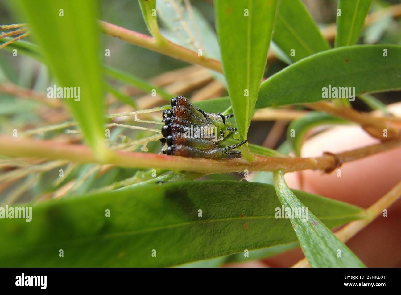 Sawflies, Horntails, and Wood Wasps (Symphyta Stock Photo - Alamy