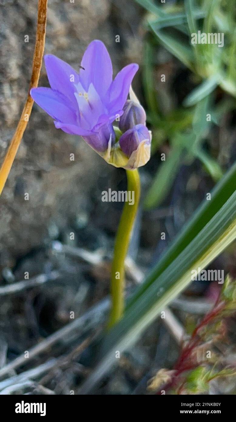 Blue Dicks (Dipterostemon capitatus Stock Photo - Alamy