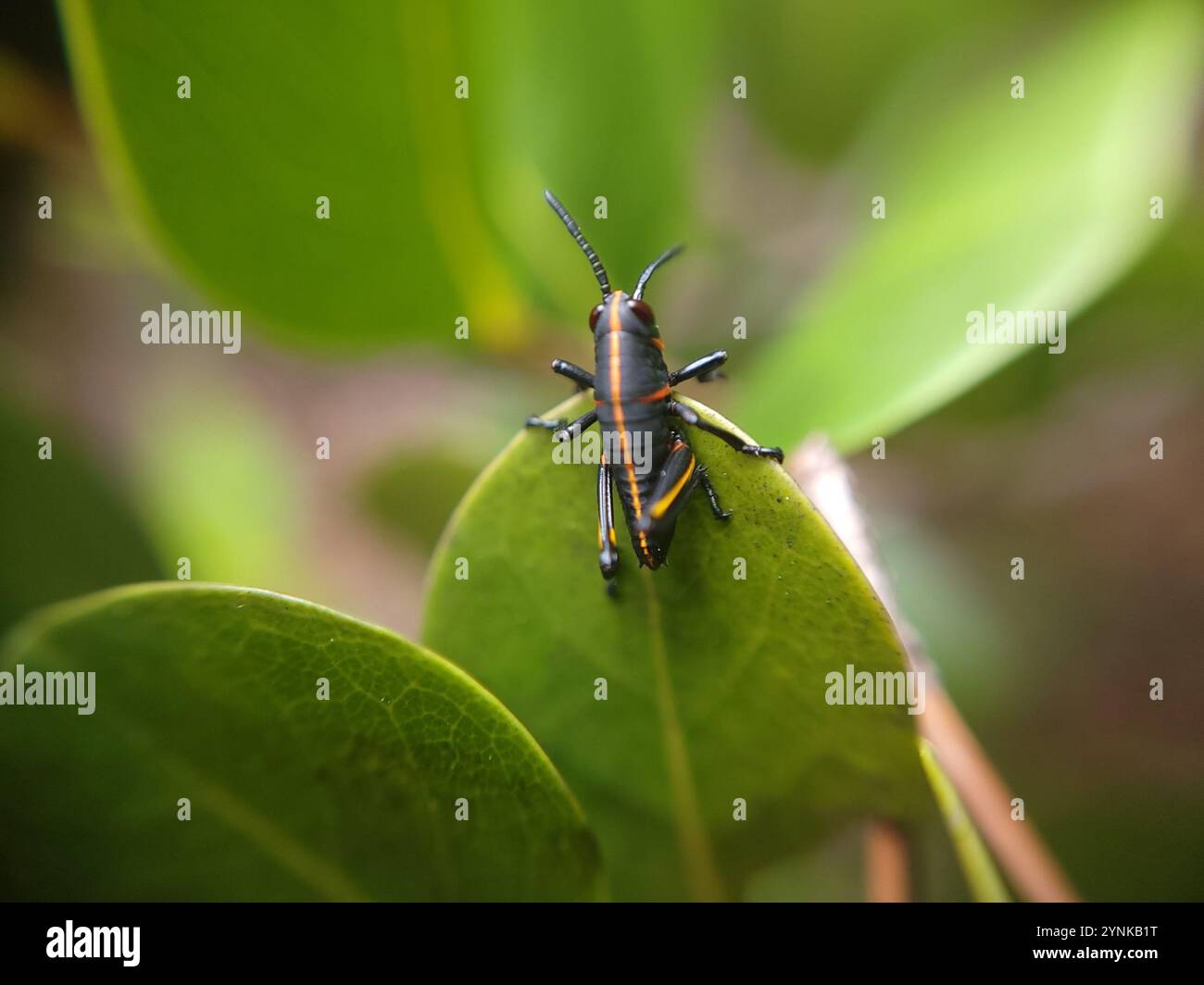 Eastern Lubber Grasshopper (Romalea microptera Stock Photo - Alamy