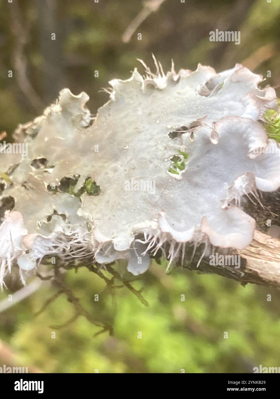 scaly pelt lichen (Peltigera praetextata Stock Photo - Alamy