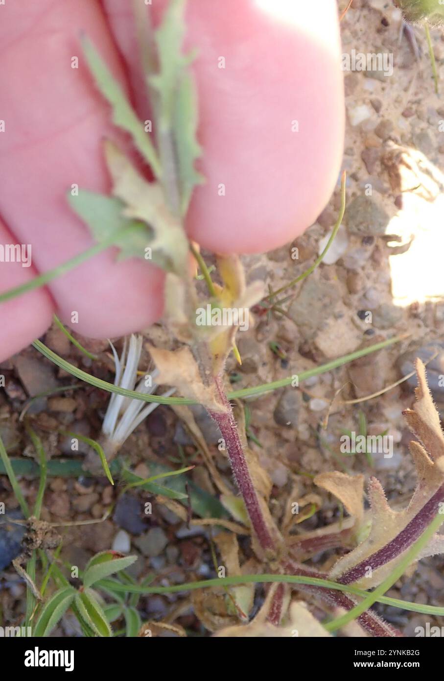 Cape marigold (Dimorphotheca sinuata Stock Photo - Alamy