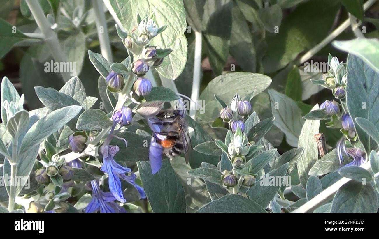 Anthophora dispar hi-res stock photography and images - Alamy