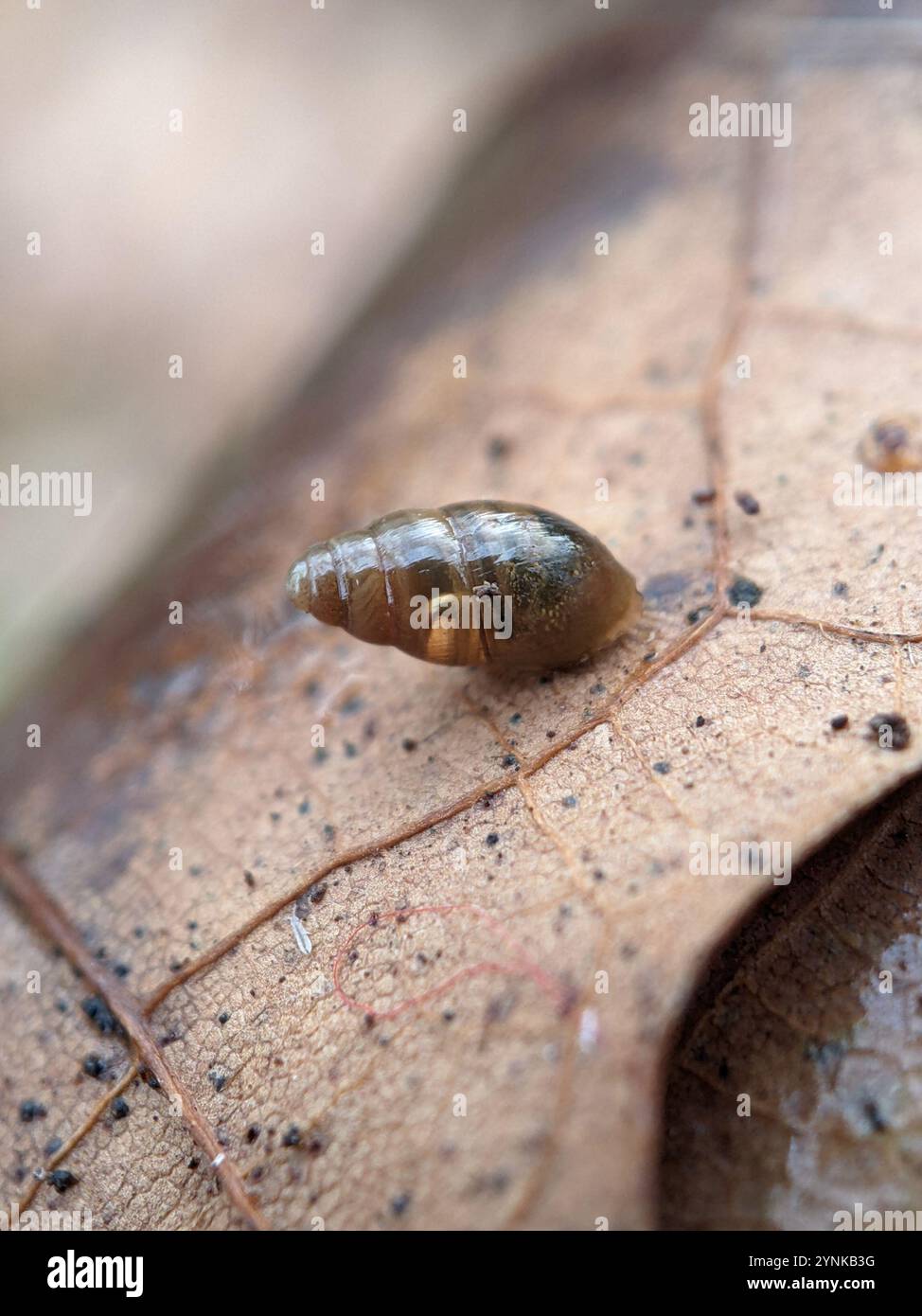Glossy Pillar (Cochlicopa lubrica Stock Photo - Alamy