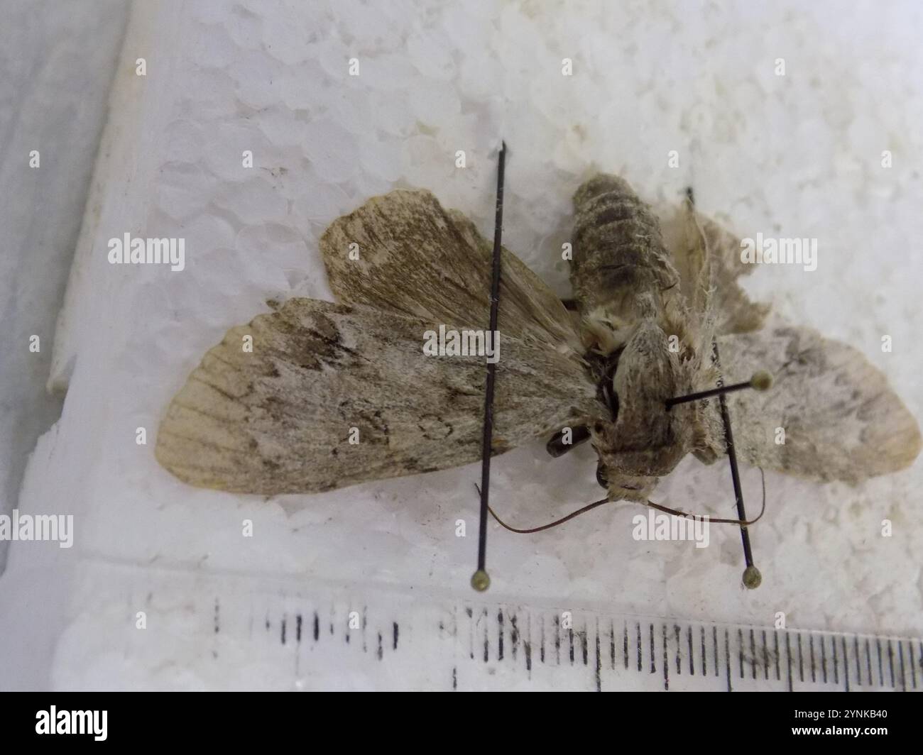 Dagger Moths (Acronicta Stock Photo - Alamy