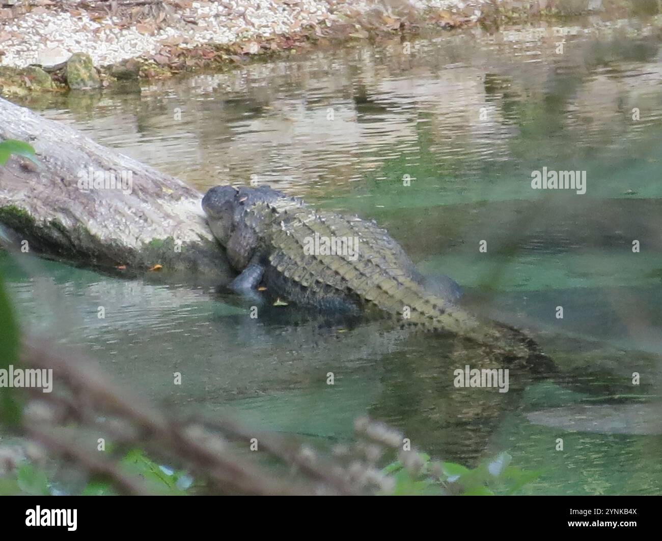 American Alligator (Alligator mississippiensis Stock Photo - Alamy
