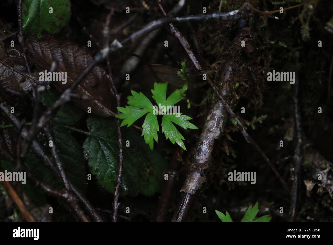 Pacific Waterleaf (Hydrophyllum tenuipes Stock Photo - Alamy