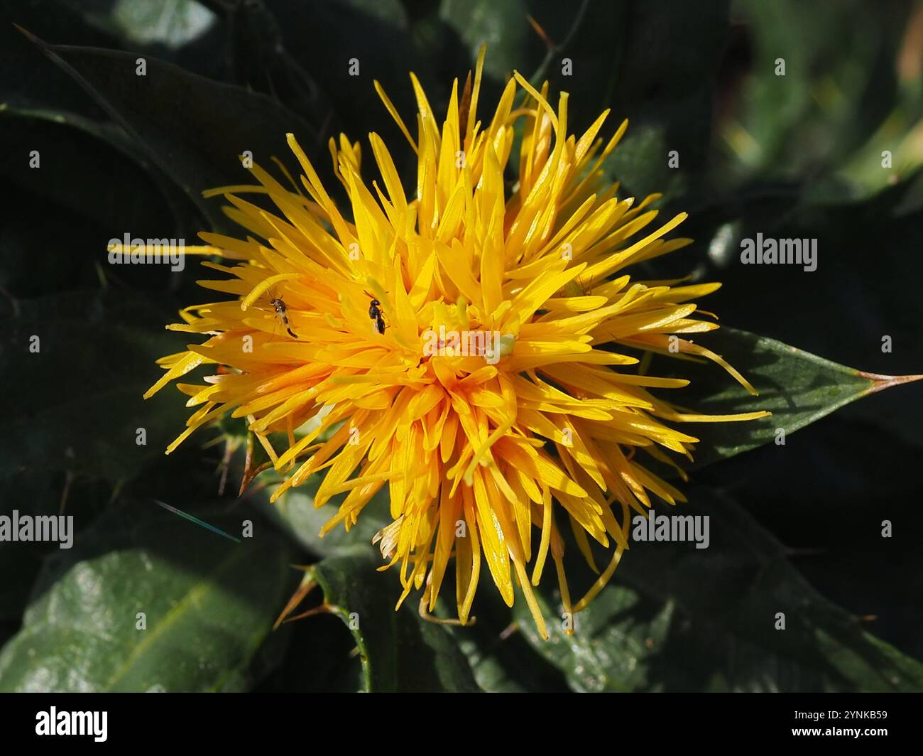 Safflower (Carthamus tinctorius Stock Photo - Alamy