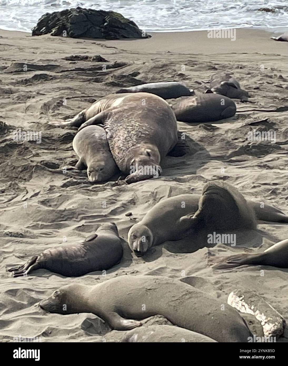 Northern Elephant Seal (Mirounga angustirostris Stock Photo - Alamy