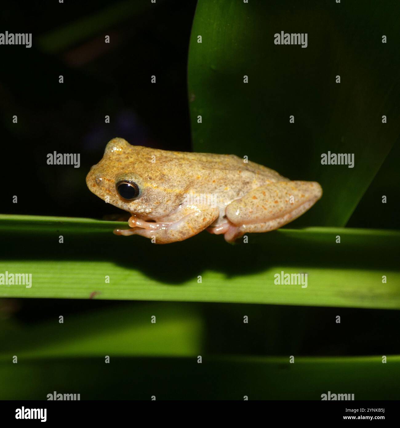 Painted Reed Frog (Hyperolius marmoratus Stock Photo - Alamy