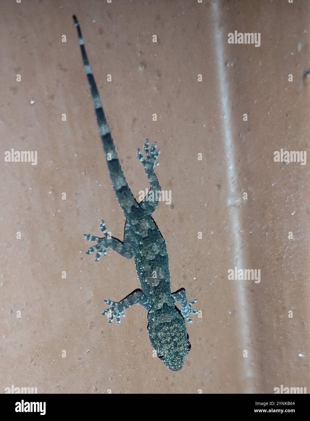 Tropical House Gecko (Hemidactylus mabouia Stock Photo - Alamy