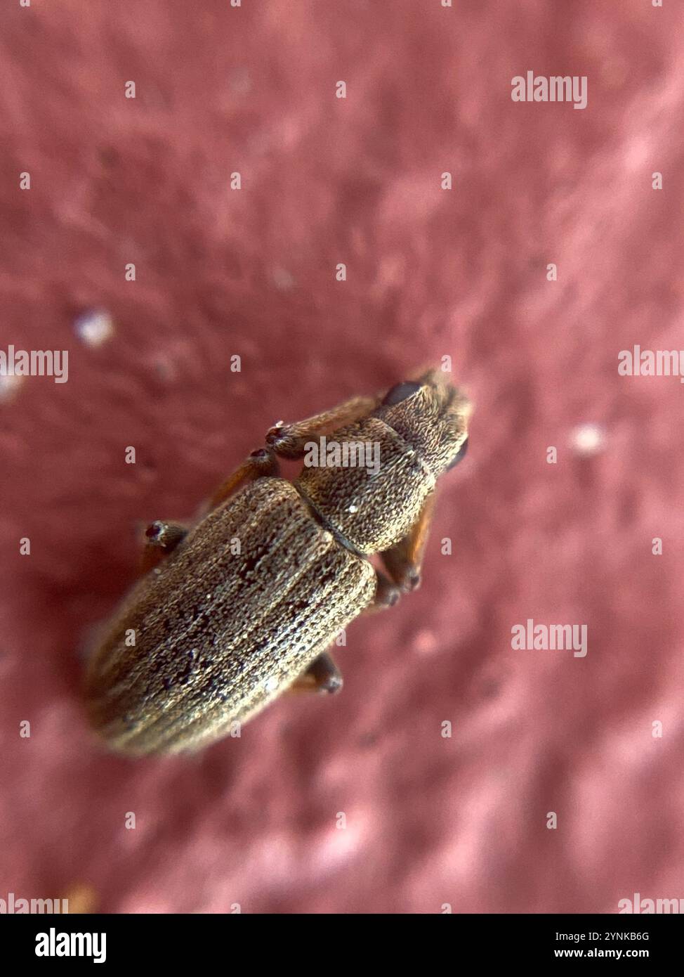 Sitona lineatus hi-res stock photography and images - Alamy