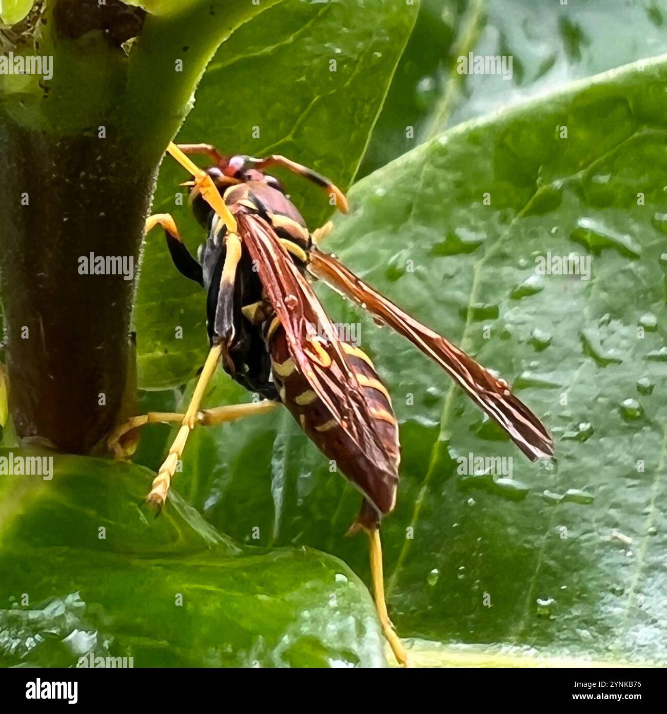 Caribbean Paper Wasp (Polistes crinitus Stock Photo - Alamy